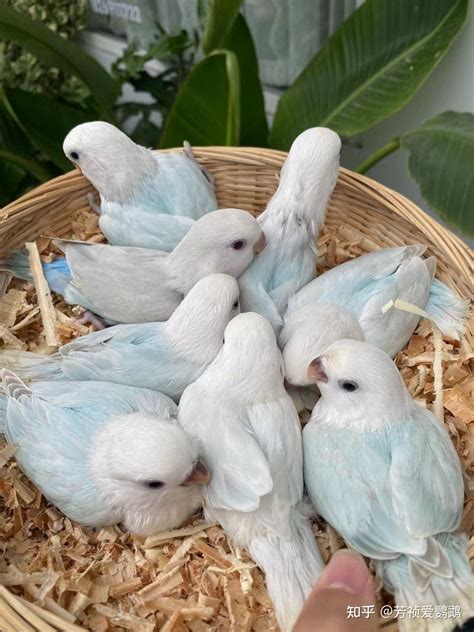 手养牡丹鹦鹉花色品种图 知乎