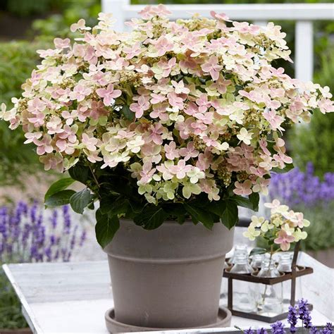 Hydrangea Early Evolution® Panicle Hydrangea Park Seed