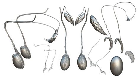 نموذج تشريح الخصيتين الذكورية ثلاثي الأبعاد