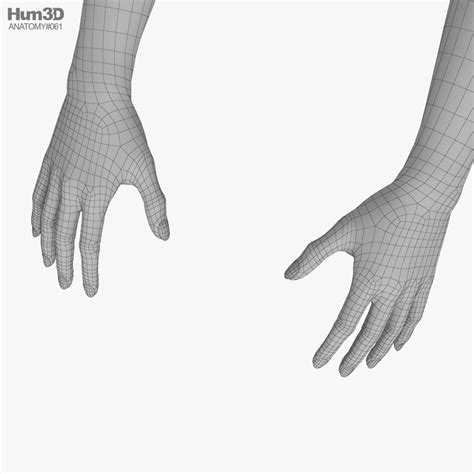 여성의 손 3d 모델 해부학 On Hum3d