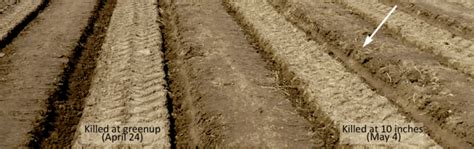 Rye Before A Spring Seeded Crop Cover Crop Guide For Ny Growers