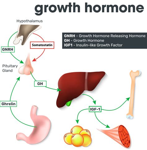 Growth Hormone Ageing And Inflammation Dr Jess The Natural Doctor