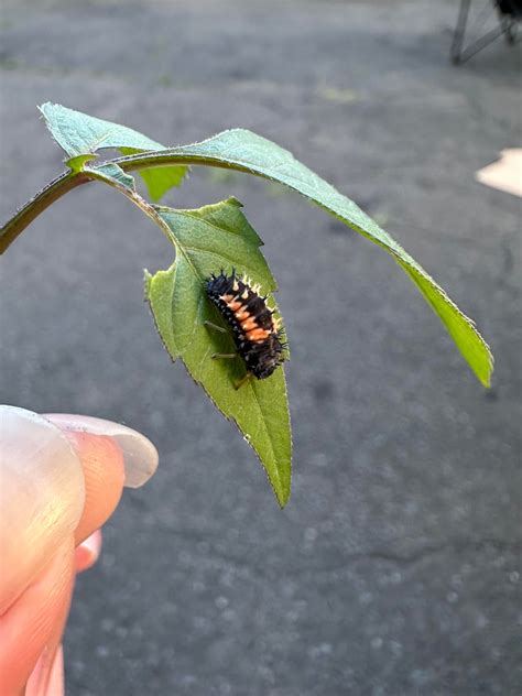 Connecticut Bugs Rwhatsthisbug