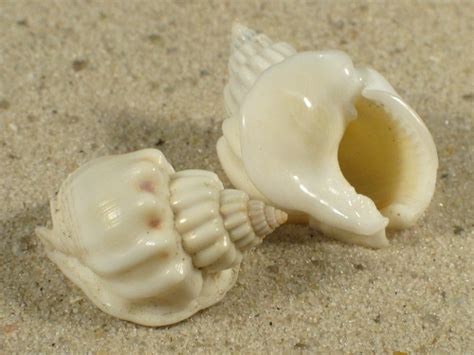 Nassarius Arcularia