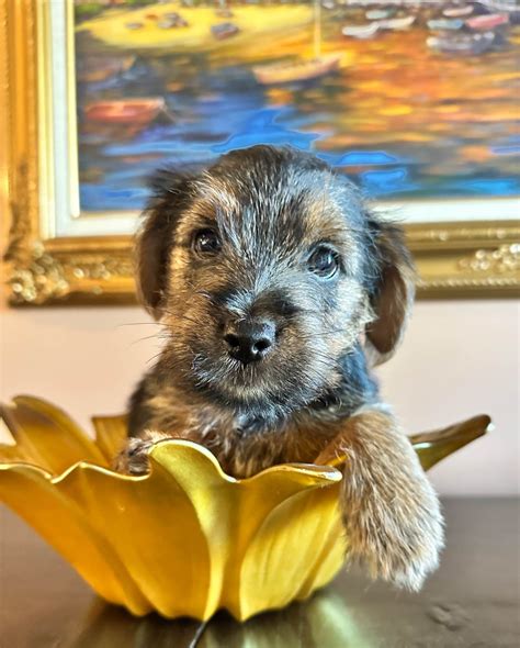 Norfolk Terrier Puppies For Sale