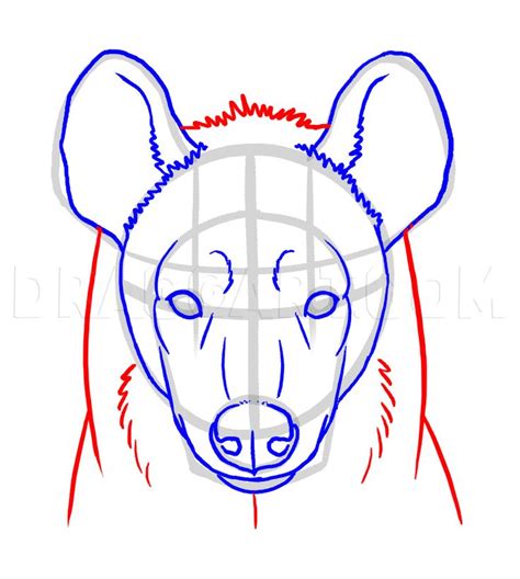 How To Draw Hyenas Step By Step Drawing Guide Hyena Drawing Face