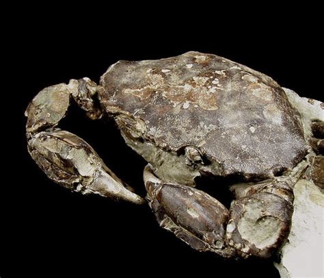 Archeogeryon Crab Fossil Crustacean Fossils Argentina 45491053