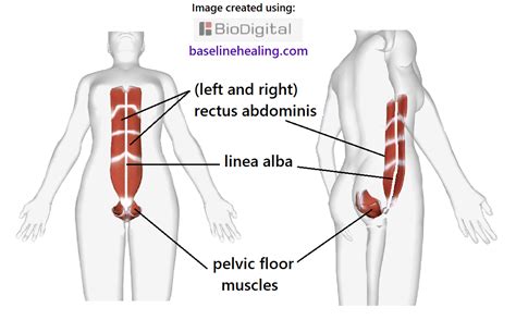 Rectus Abdominis Origin And Insertion