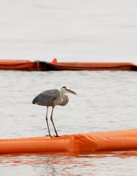 Selecting The Right Tpu Polyester Vs Polyether Tpu