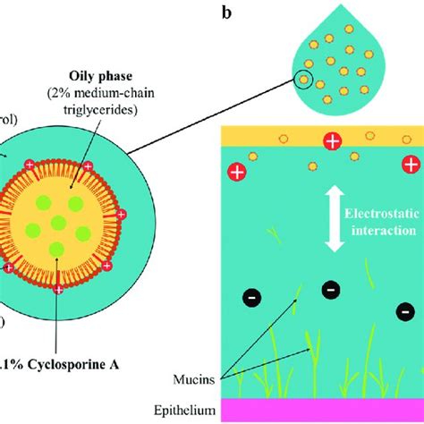 Principle Of The Use Of Cationic Emulsion Of Csa Ce Csa On The Ocular