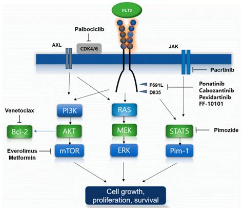 Clinical Efficacies Of Flt3 Inhibitors In Patients With Acute Myeloid