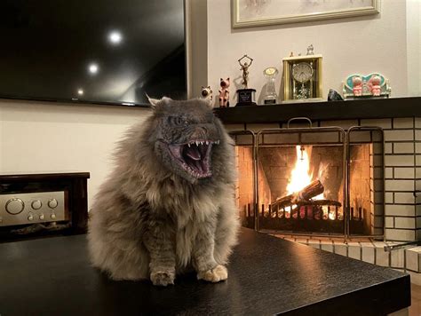 Catzilla Album On Imgur