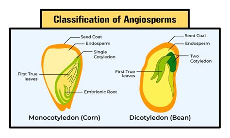 The Wonders Of Angiosperms A Comprehensive Exploration Of Flowering Plants