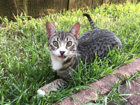 Squishy Mcfaceyface Out For A Stroll In The Grass Rcats