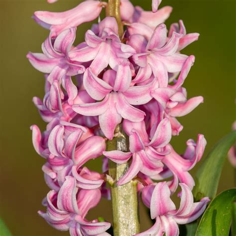 Jacinthe Bismark LÉpicerie Du Jardin