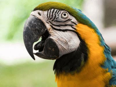 Different Types Of Bird Tongue And Some Interesting Facts Bird Sphere