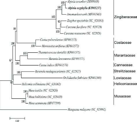 The Maximum Parsimony Mp Phylogenetic Tree Based On Chloroplast