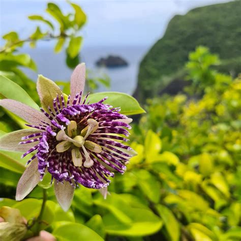 Hawaiian Plants University Of Hawaiʻi