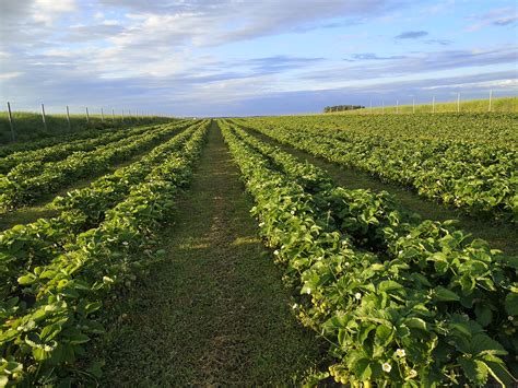 Baltas Baltas Miškas Lietuviška Mada Ir Dizainas