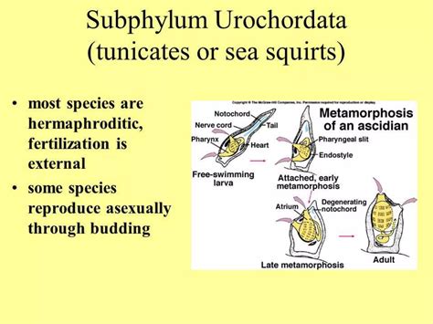 Chapter 1 Phylum Protochordates Pptx