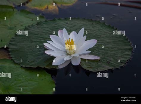 Full Bloomed White Water Lily Nymphaeaceae Water Lilies Lilly The