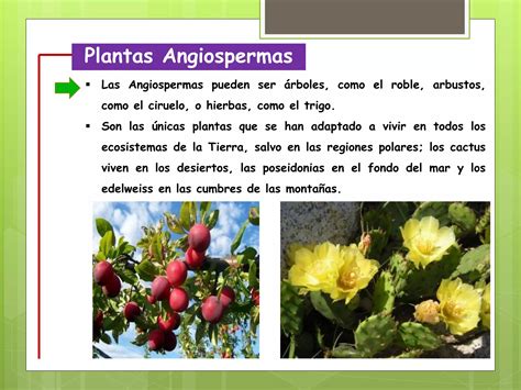 Angiospermas Pptx
