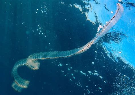 Class Thaliacea World Of The Pyrosomes And Salps Earth Life