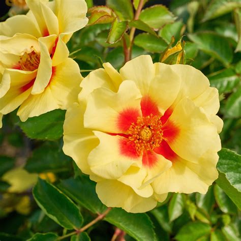 Rose Orienta® Aylin Rosa Orienta® Aylin Günstig Kaufen