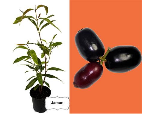 Java Plum