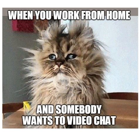 Video Chat Cat Work Memes Work Humor Memes