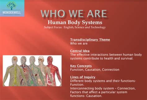 IB PYP Who We Are Human Body Systems Made By Teachers