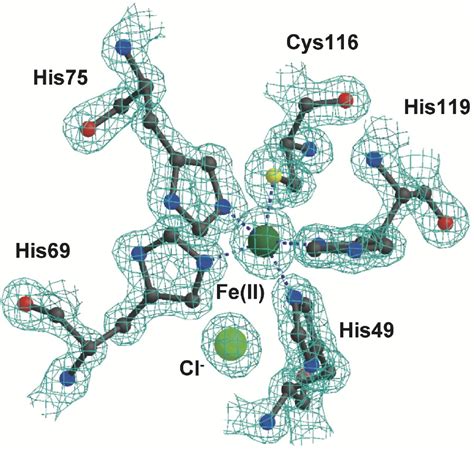 Structure Of Superoxide Reductase Bound To Ferrocyanide And Active Site
