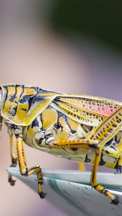 Download Wallpaper Close Up Insect Grasshopper Section Macro In Resolution 1080x1920