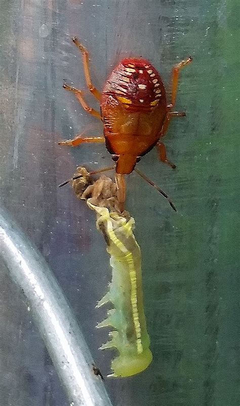 Stink Bug Nymph Pest Control Canada