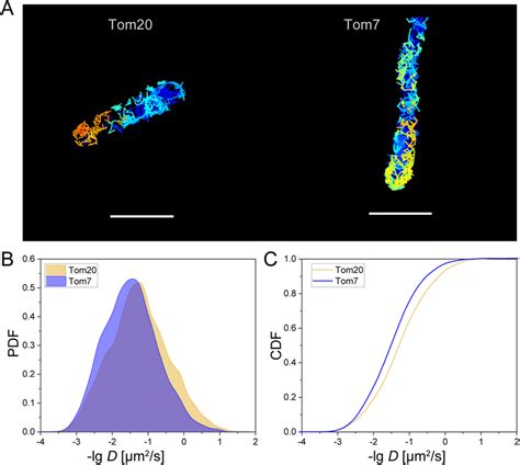 Determination Of Tom20 And Tom7 Diffusion In The Omm Of Mitochondria Download Scientific