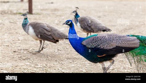 A Beautiful Peacock With Bright Feathers Walks Next To Tourists And
