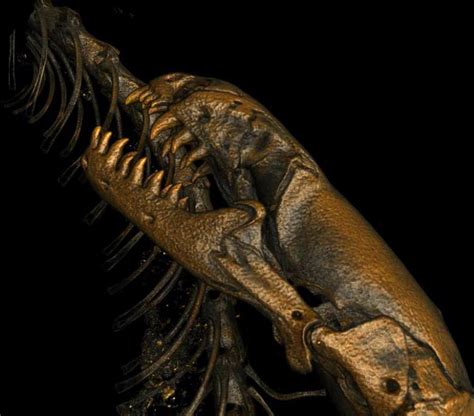 Dendrogaster A Parasitic Crustacean That Lives Inside Starfish R