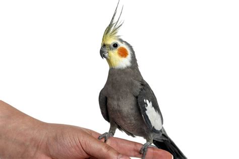 Cacatúa Ninfa Características Alimentación Hábitat Reproducción