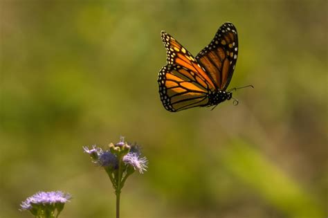 Flying Monarch Butterfly