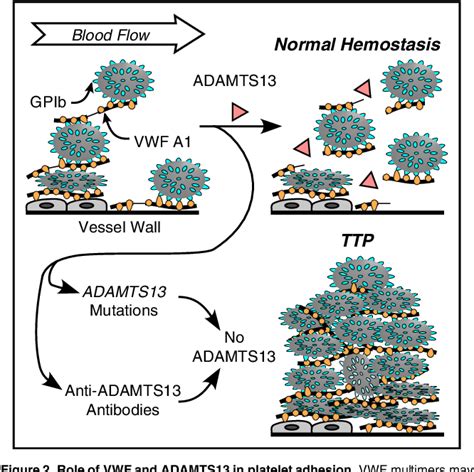 Figure 2 From Pathophysiology Of Thrombotic Thrombocytopenic Purpura
