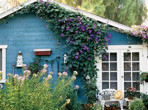 How To Use Morning Glory Vines Sunset Magazine