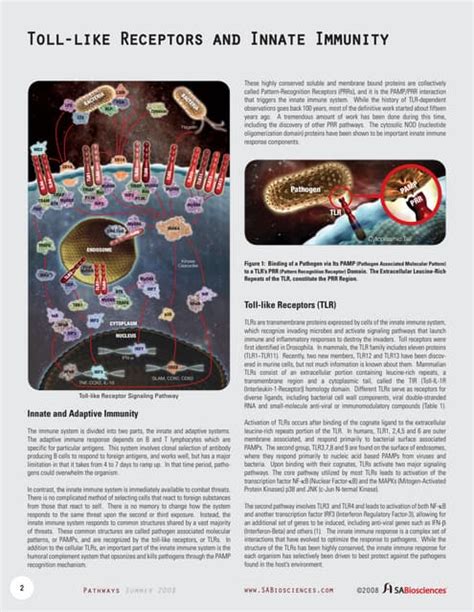 Pathogen Associated Molecular Patterns Pamps 2024 Notes Pptx