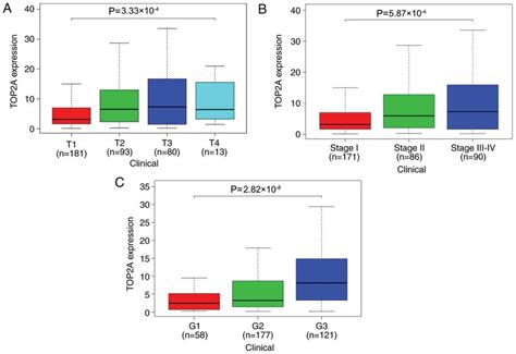 Associations Between Top2a Expression And Patient Clinicopathological