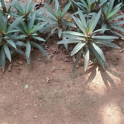 Barnali Deka Youtube