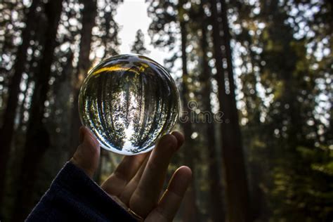 Redwood Forest Captured In Glass Ball Reflection Held In Fingertips