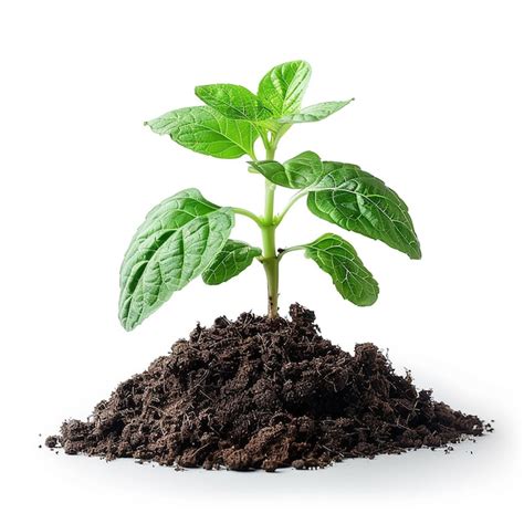 Sprouting Plant On White Background Premium Ai Generated Image