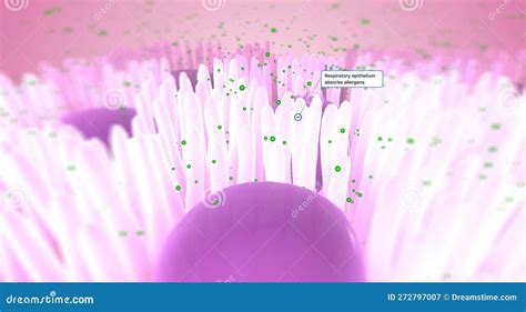 Respiratory Epithelium Cell Structure Illustration Ciliated Basal And Goblet Cells Diagram