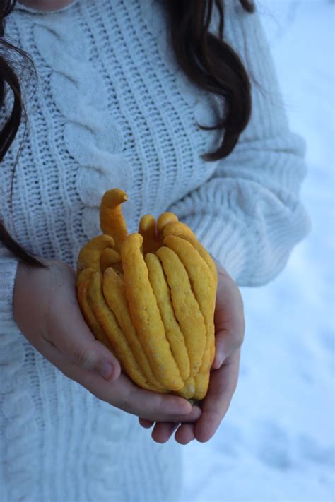 Buddhas Hand Marmalade Creative Canning