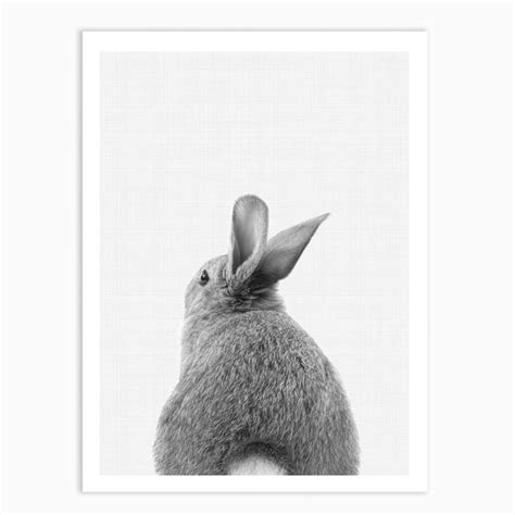 Rabbit Tail Bandw Bunny Wall Art Unframed Art Prints Art Prints