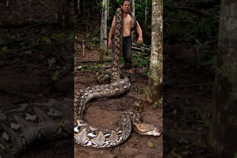 Identifican A La Serpiente Salvaje Más Larga De Todo El Mundo En